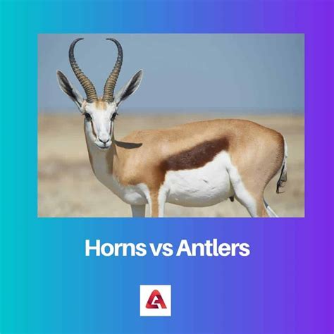 Horns Vs Antlers Difference And Comparison