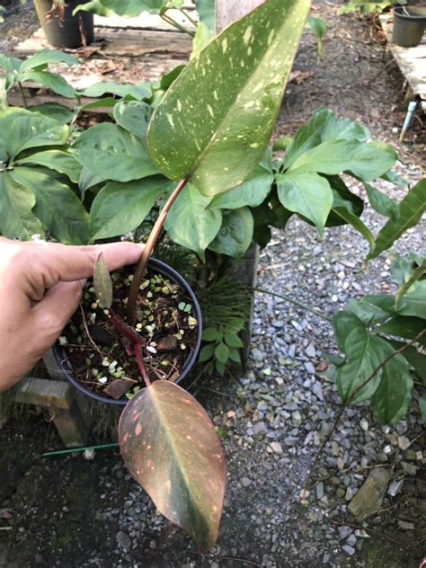 Philo By Me Philodendron Orange Princess กระถางขนาด 4”