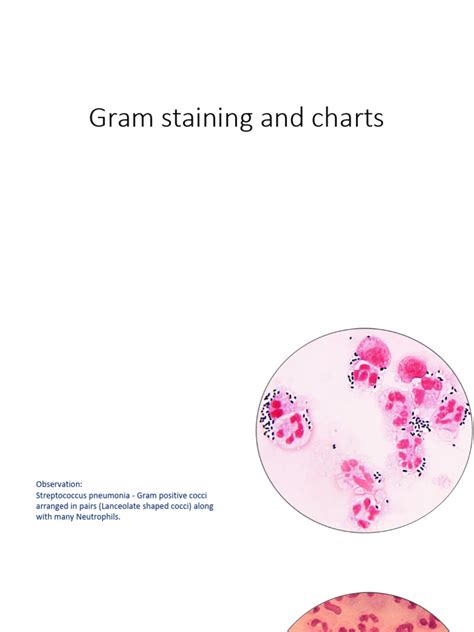 Gram Stain Charts Pdf Human Diseases And Disorders Organisms