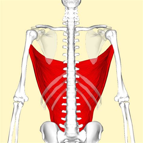 Latissimus Dorsi Human Body Anatomy