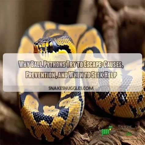 Why Ball Pythons Try To Escape Causes Prevention And When To Seek Help