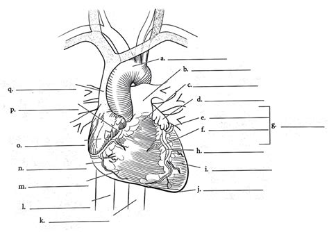 Diagram 1 Heart Diagram Quizlet