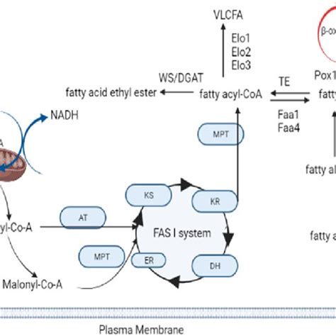 A Schematic Diagram Showing The Key Microbial Metabolic Pathways For