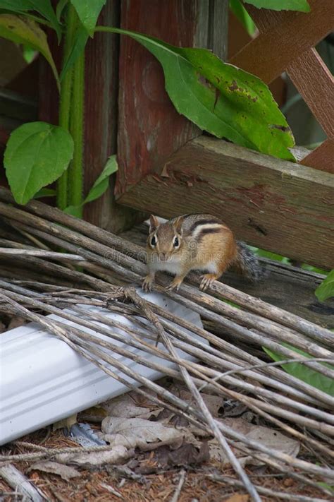 Nettes Neugieriges Kleines Gestreiftes Streifenhörnchen Stockfoto Bild Von Freund Tiere 57379968
