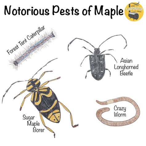 Notorious Pests Of Maple Vermont Evaporator Company