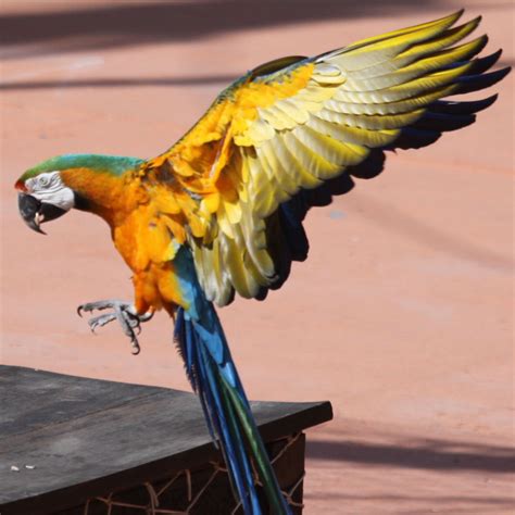Camelina Macaw