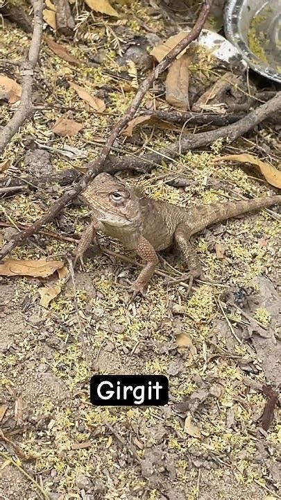 Indian Girgit Chameleon Shorts Shortsfeed Shortvideo Youtube