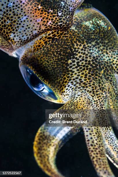 Squid Face Photos And Premium High Res Pictures Getty Images