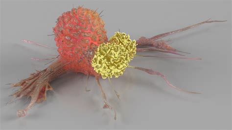3d Model Human Cancer Cell With 2 Lymphocyte Turbosquid 2220676