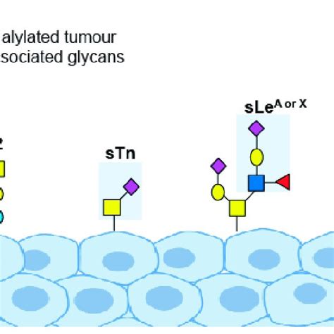 Sialylated Glycans Important In Cancer Download Scientific Diagram