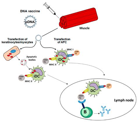 Dna Vaccines—how Far From Clinical Use