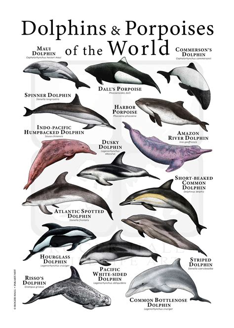 Dolphins And Porpoises Of The World Poster Etsy Canada Common