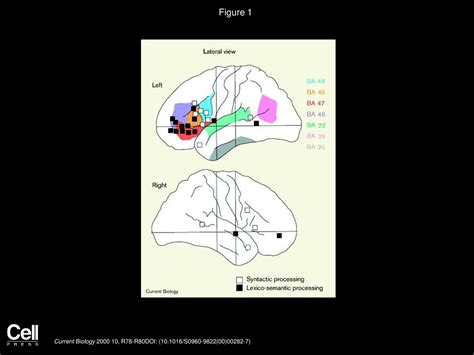Language Processing The Anatomy Of Meaning And Syntax Ppt Download