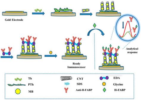 Biosensors Special Issue Nanomaterial Based Biosensors For Biomedical Applications