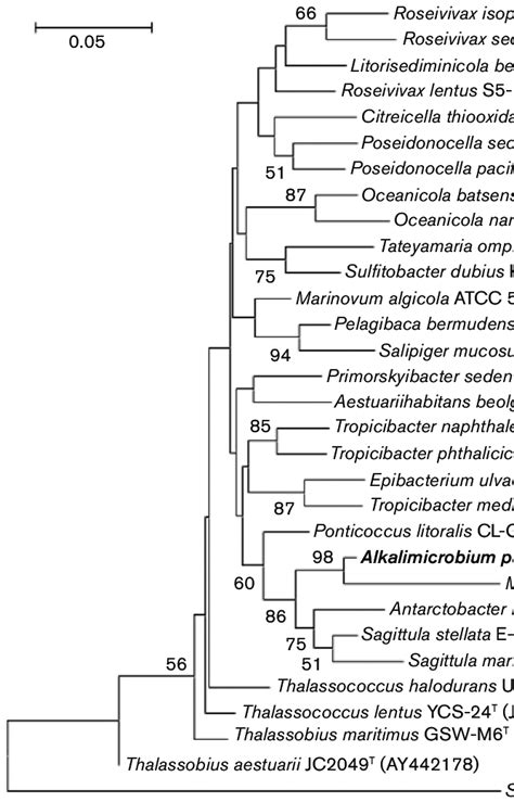 Nj Phylogenetic Tree Based On 16s Rrna Gene Sequences Showing The