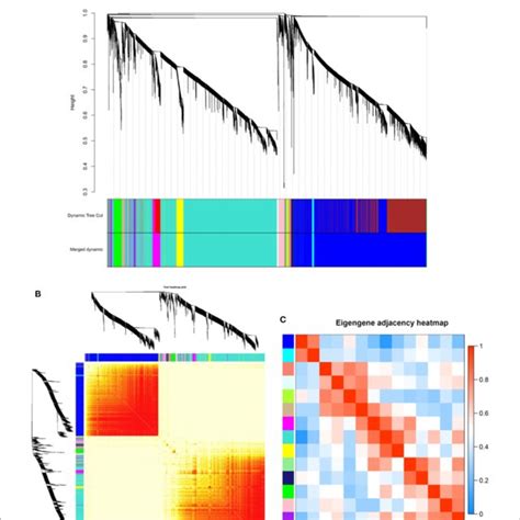 Dentification Of Co Expression Modules By Wgcna A Dendrogram Of Gene
