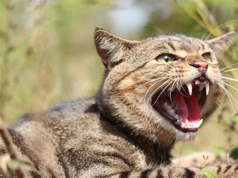 Calls For Night Time Cat Curfew To Address Australian Feral Cat