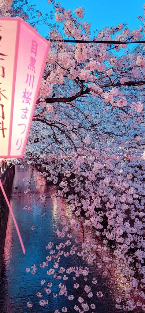 Japanese Cherry Blossom Iphone Wallpaper