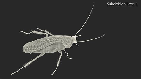 Animated Cockroach Running Rigged For Cinema 4d 3d 3d Molier