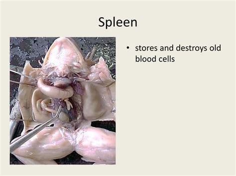 Frog Dissection 2014pptx Frog Dissection 2014pptx