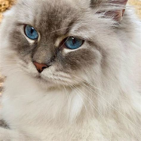 ขายน้องแมวพันธุ์ไซบีเรียน เกรดประกวด Ennxo