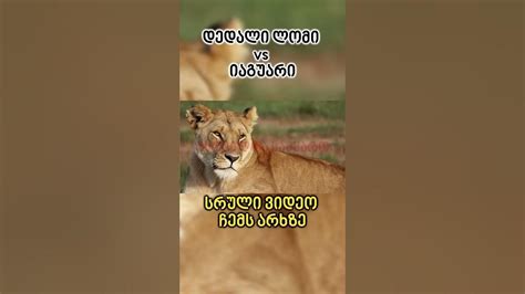 დედალი ლომი Vs იაგუარი Youtube