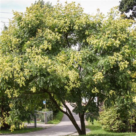 Koelreuteria Bipinnata Chinese Flame Tree Myseedsco