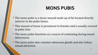 Female External Genitalia Group 4 Pptx