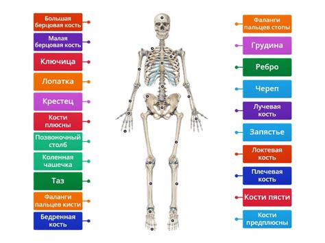 Строение скелета человека Диаграмма с метками
