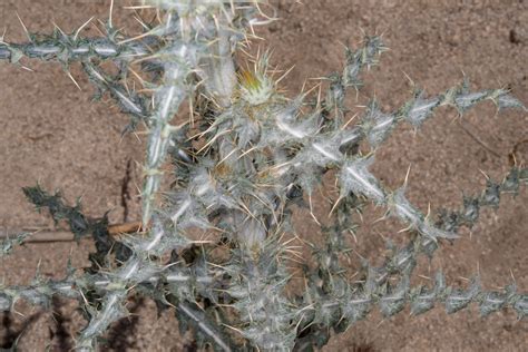 Cirsium Neomexicanum Desert Thistle