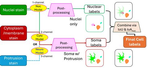 Advancing Cell Segmentation In Spatial Omics New Models For Diverse