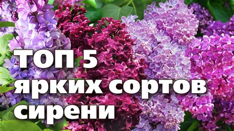 СОРТА СИРЕНИ С ЯРКИМИ И НАСЫЩЕННЫМИ ЦВЕТАМИ. Вы их не забудете! - YouTube