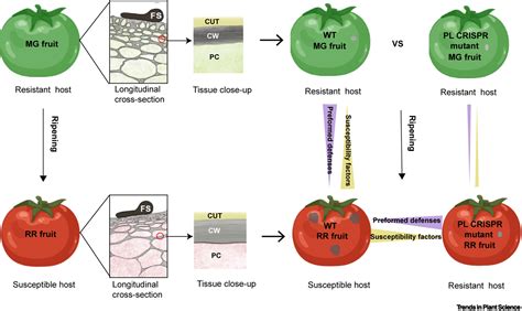 Pectin A Critical Component In Cell Wall Mediated Immunity Trends In