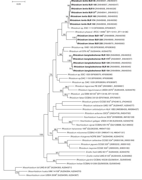 Rhizobium Binae Semantic Scholar