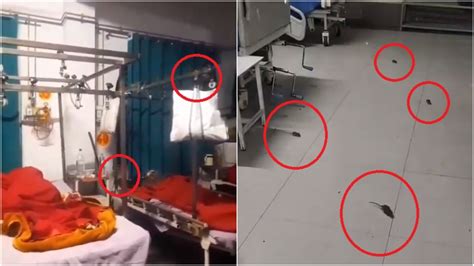 Dangerous Rats Create Havoc At Hospitals In Ups Rampur And Aligarh Videos Show Rodents Running