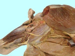 Ungulate Anatomy Lab 6