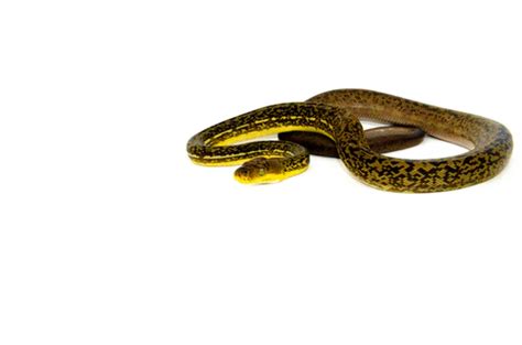 Timor Python Female Malayopython Timoriensis ~ Happy Tails Exotic