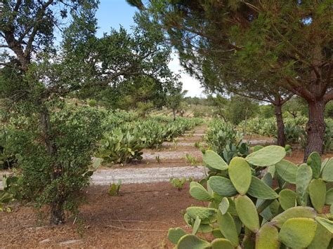 Aminul Hoque Chowdhury On Linkedin Nopal Cactus