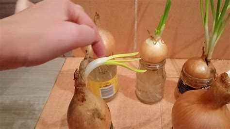 Найпростіший спосіб виростити зелену цибулю на підвіконні Youtube