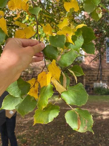 Plant Quiz Flashcards Quizlet Plant Quiz Flashcards Quizlet