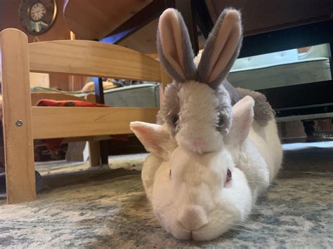 Bunnies Get A New Bunny Rrabbits