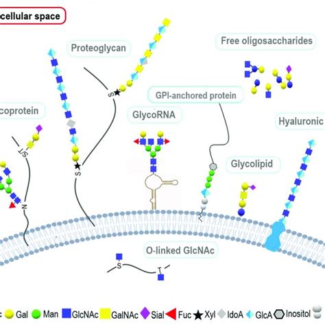 Schematic Presentation Of Classes Of Glycoconjugates Glycosylation Download Scientific Diagram