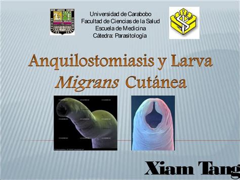Anquilostomiasis Y Larva Migrans Cutánea Ppt