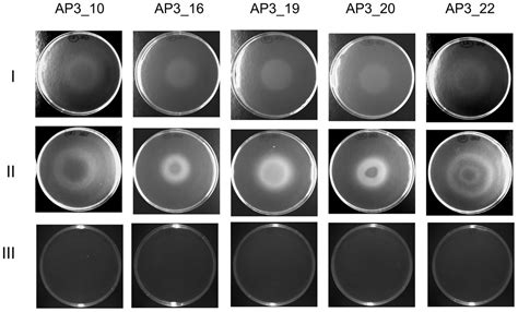 Frontiers Isolation And Characterization Of Pseudomonas Spp Strains That Efficiently