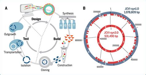 Sintetizan La ‘célula Mínima Con Solo 473 Genes Necesarios Para La