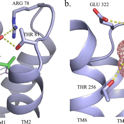 Hot Spots And Ligand Binding Sites Predicted Respectively By A