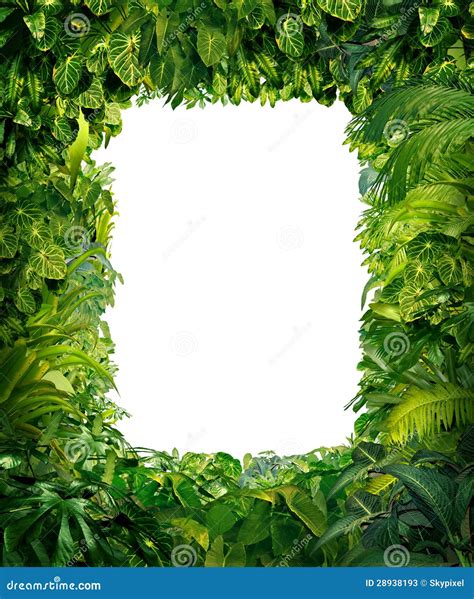 Jungle Border Frame With Tropical Green Leaves Greeting Card On White