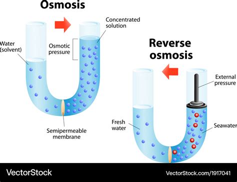 Osmosis And Reverse Royalty Free Vector Image Vectorstock