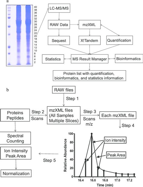 Schematic Diagrams A And B For Label Free Quantitative Analysis Of 1d Download Scientific