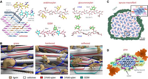 Polysaccharide Assemblies In Fungal And Plant Cell Walls Explored By Solid State Nmr Structure